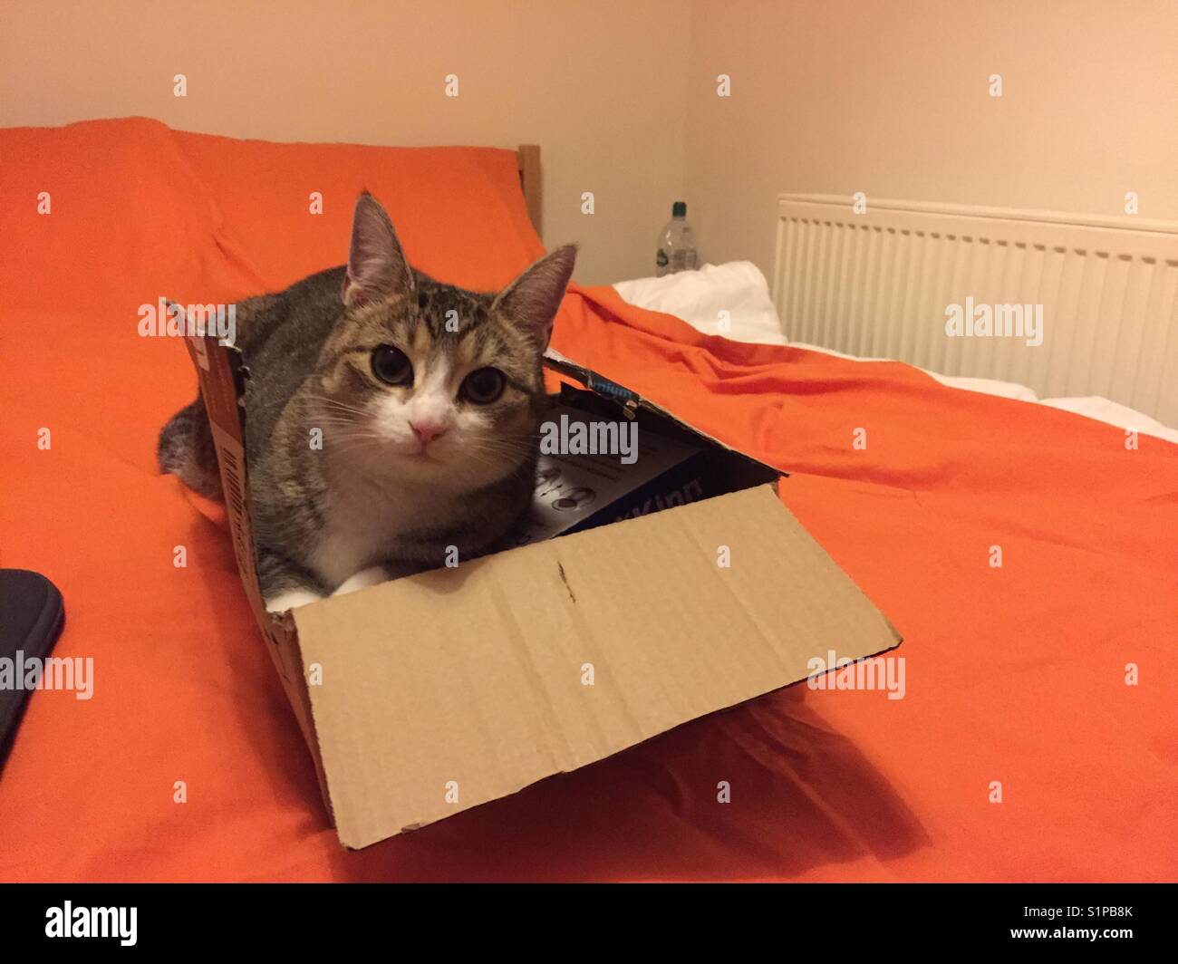 Cat in a box Stock Photo - Alamy