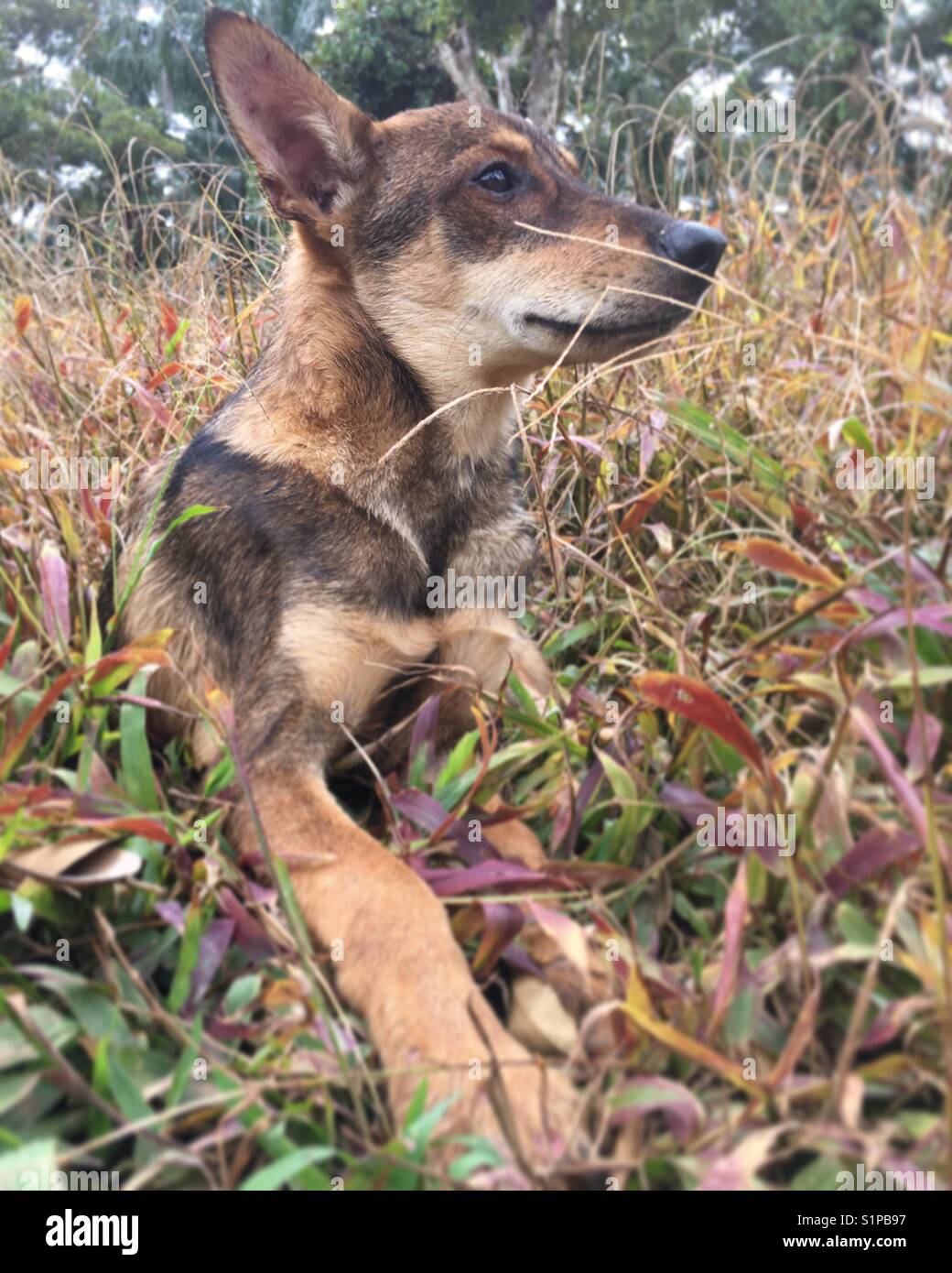 Dog looks sad and hopelessness Stock Photo - Alamy