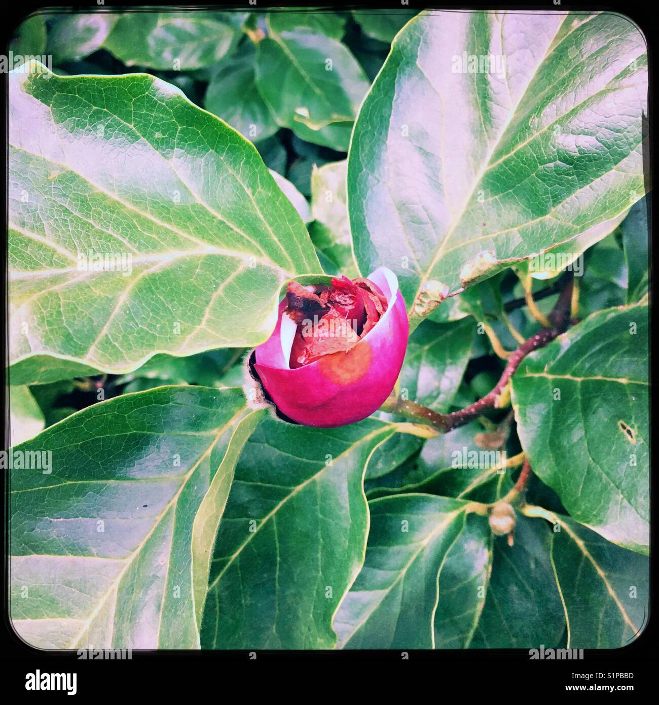 Dying flower in park Stock Photo - Alamy