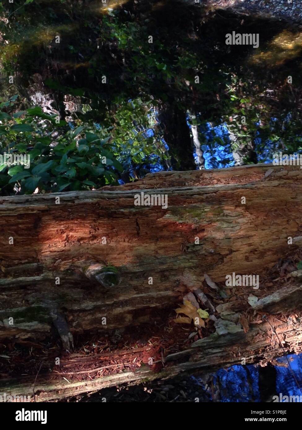 Log decaying hi-res stock photography and images - Alamy