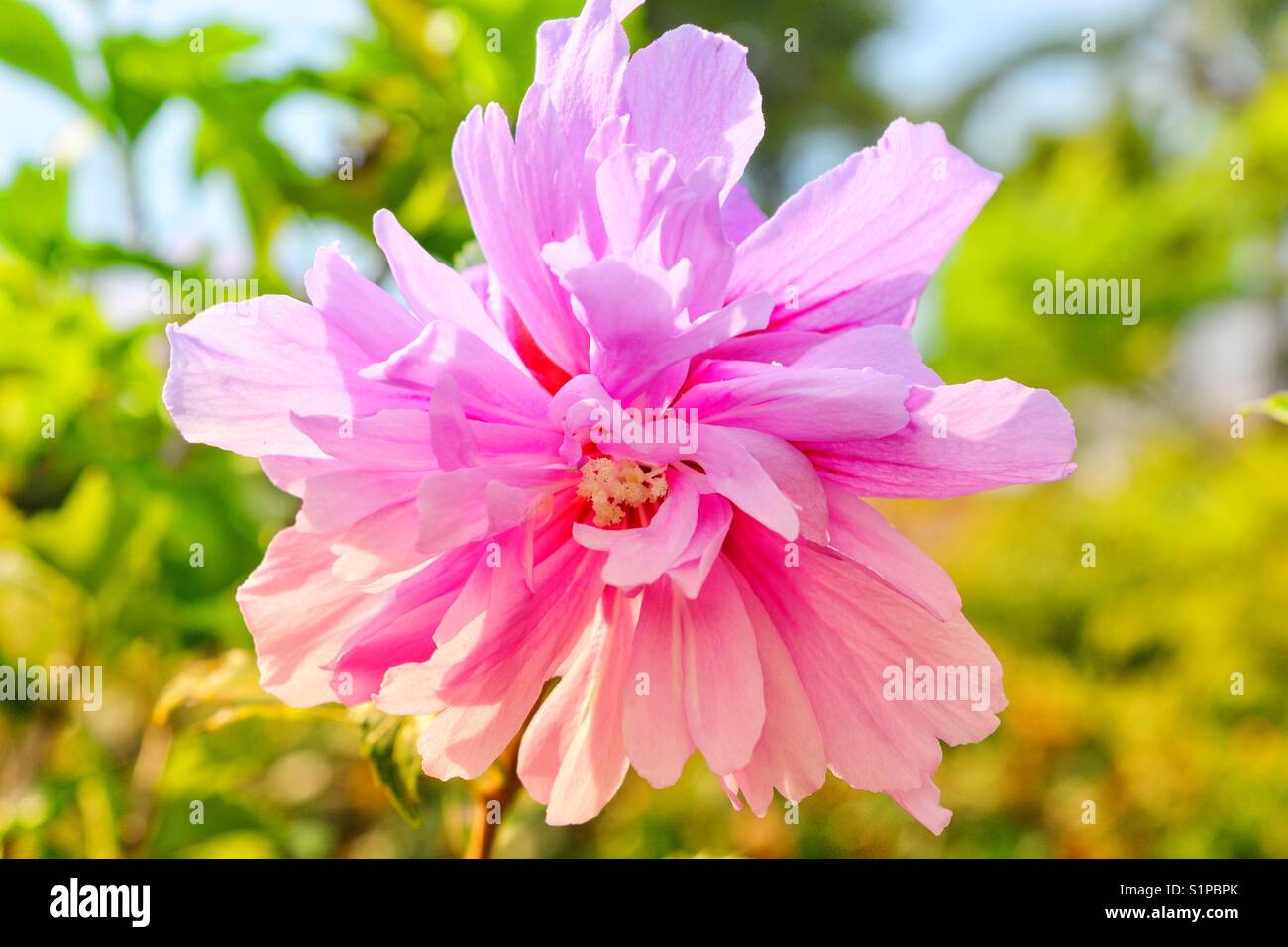 Hibiscus syriacus, back lot Stock Photo - Alamy