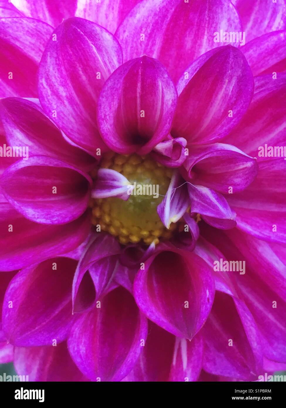 Deep pink flower hi-res stock photography and images - Alamy