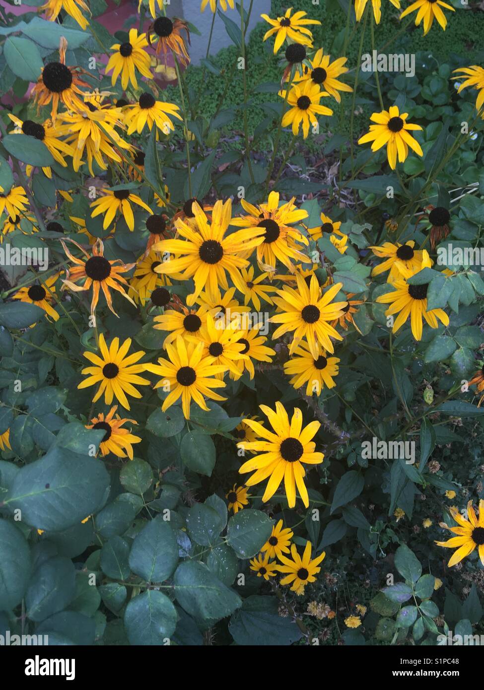 Imperfection hi-res stock photography and images - Alamy