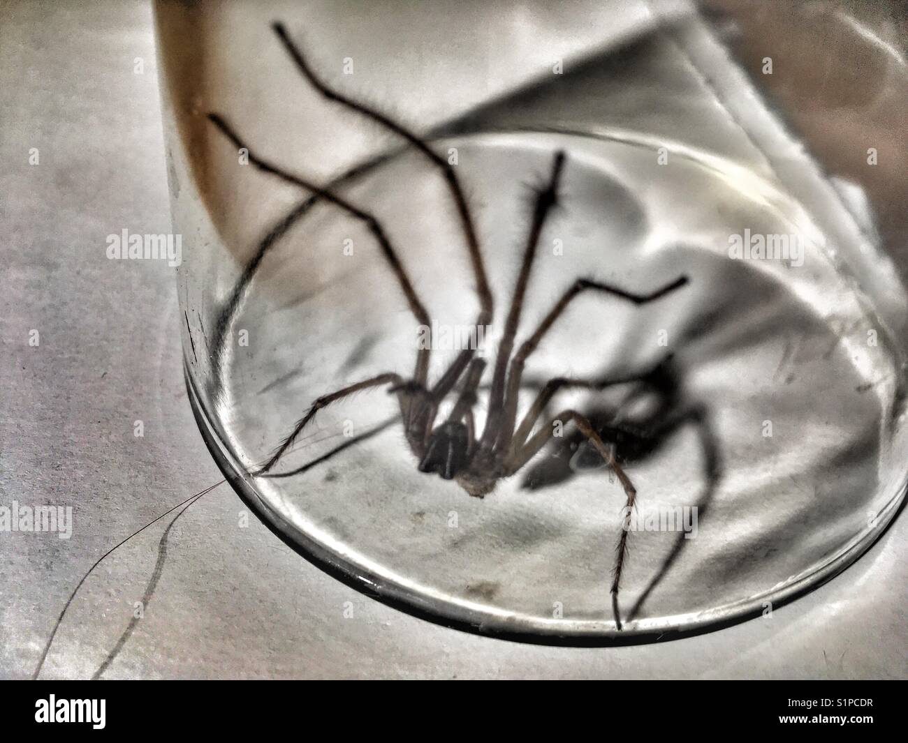 Harvest spider hi-res stock photography and images - Alamy