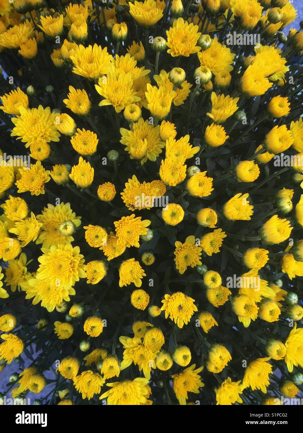 Bright Yellow Mums Burst Forth, Bright open flowers, tight yellow buds ...