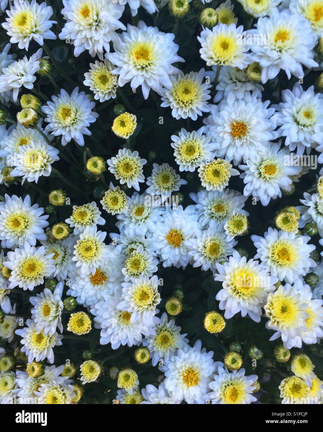 Sharp yellow centers hi-res stock photography and images - Alamy