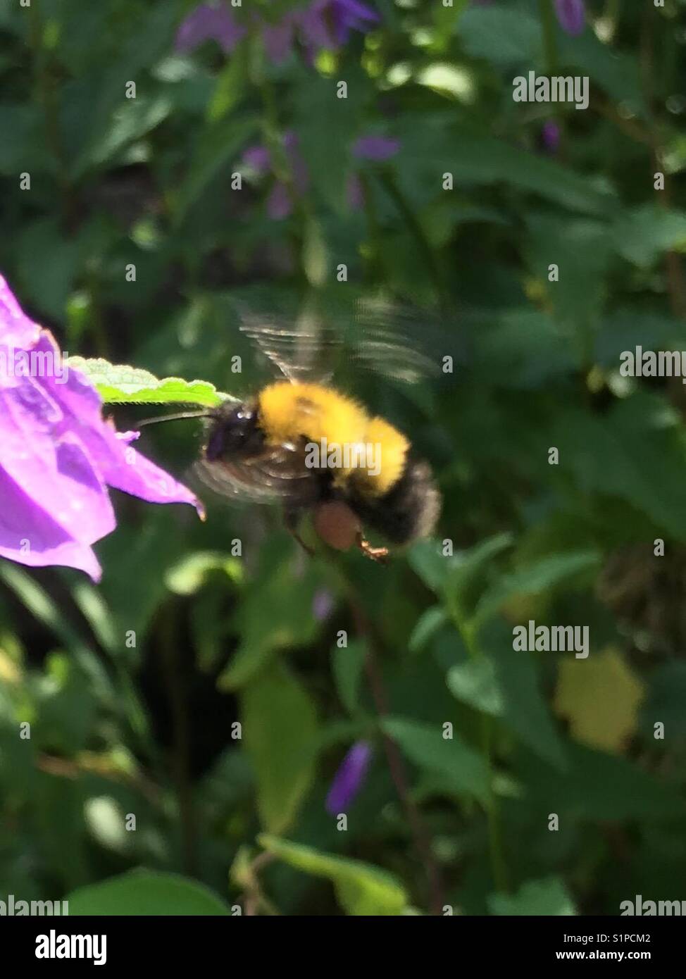 Bee utiful landing Stock Photo - Alamy