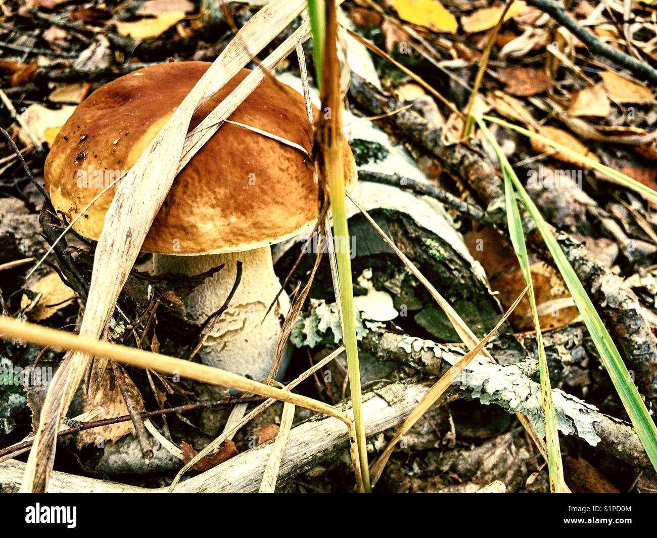 Porcini mushroom hi-res stock photography and images - Alamy