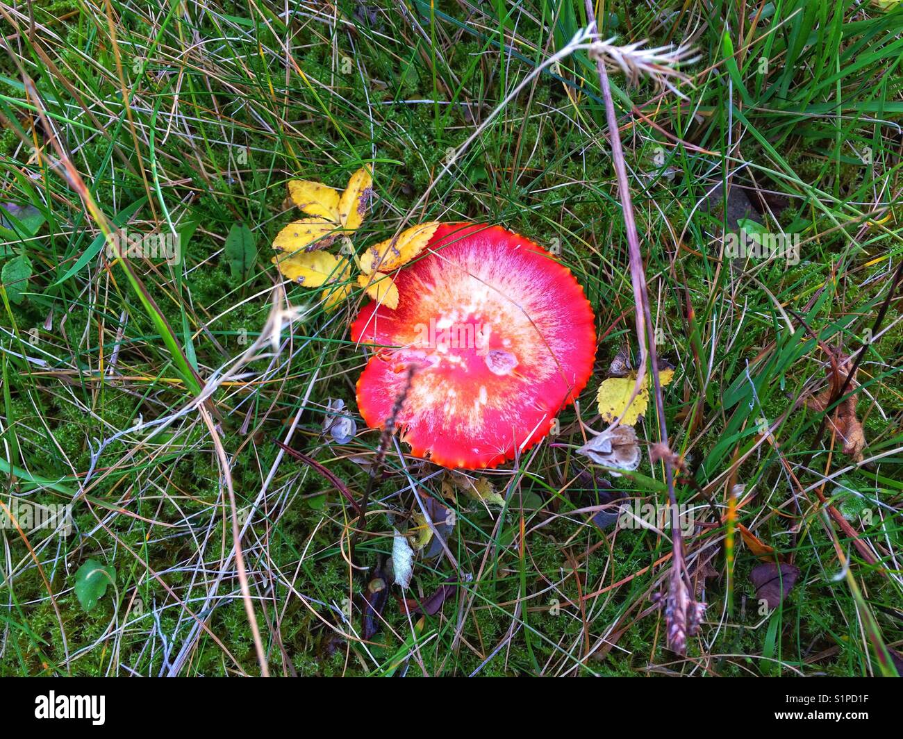 Red and yellow mushroom hi-res stock photography and images - Alamy