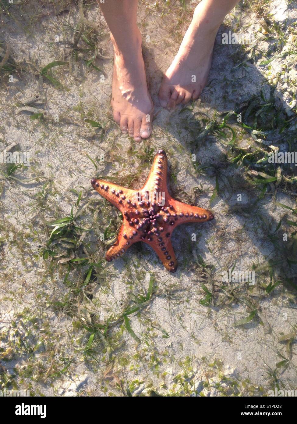 Starfish legs hi-res stock photography and images - Alamy