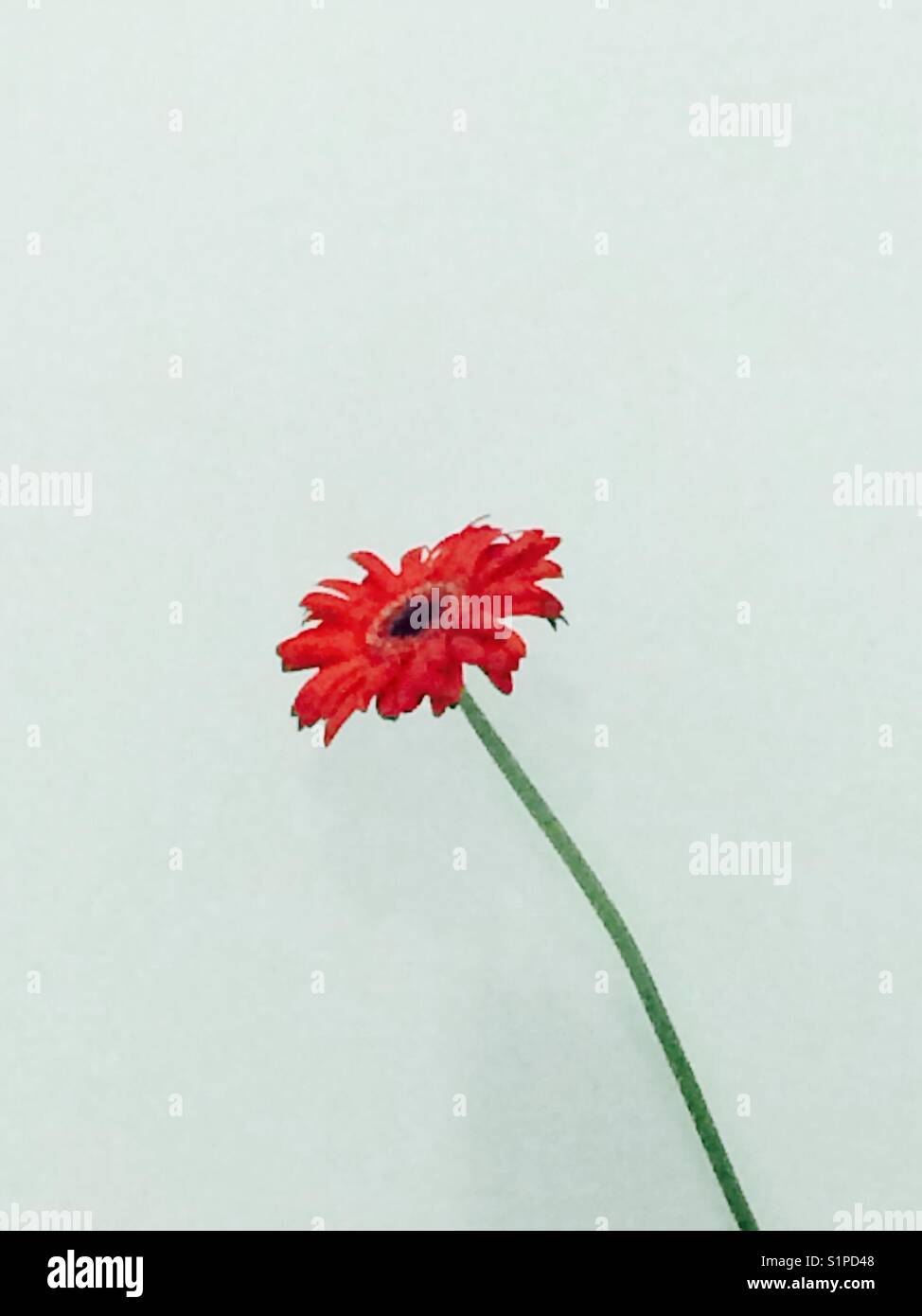 Daisy in red hi-res stock photography and images - Alamy