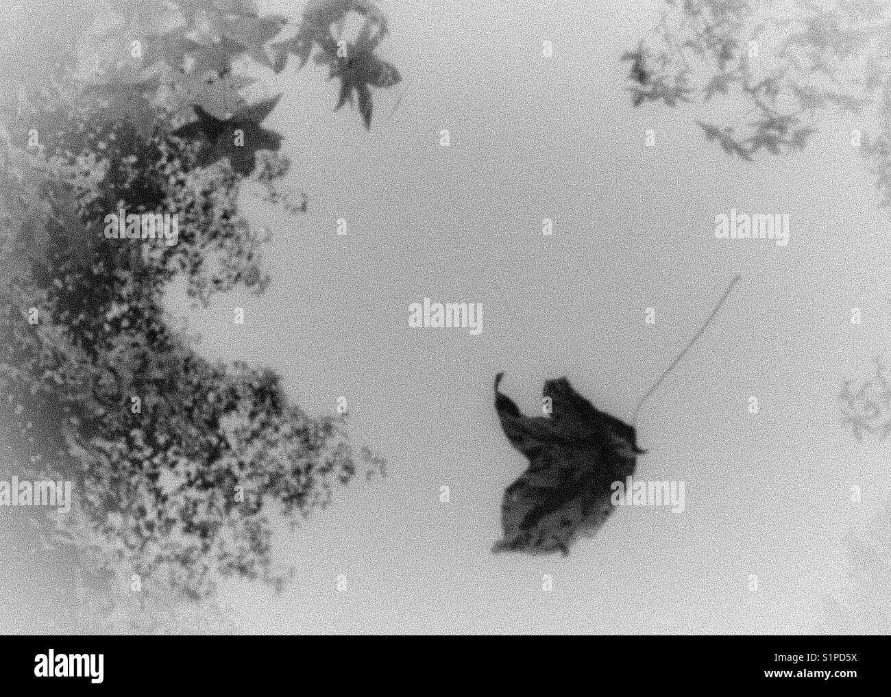 Single leaf falling in misty black and white Stock Photo - Alamy