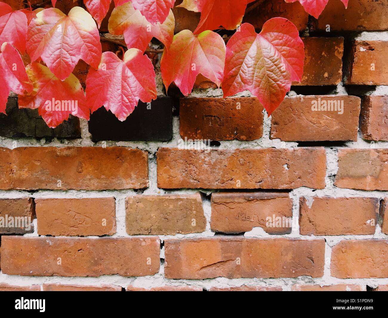 Brick and leaves hi-res stock photography and images - Alamy