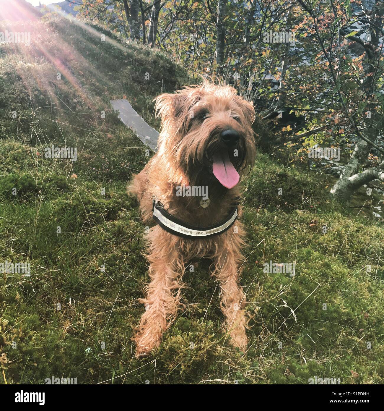 Irish terrier hi-res stock photography and images - Alamy