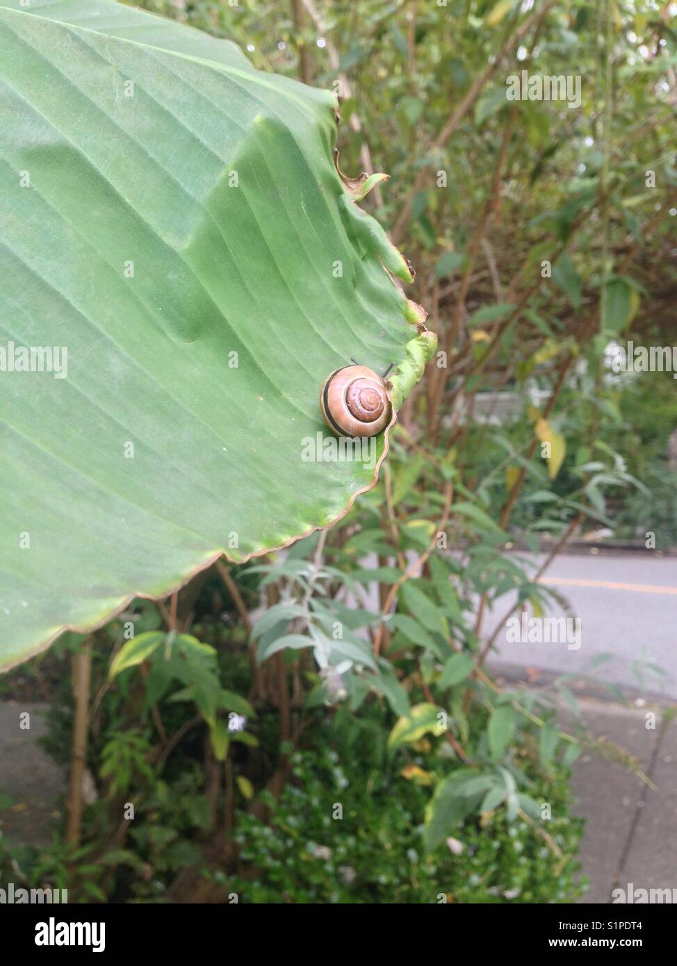 Nature perseverance hi-res stock photography and images - Alamy