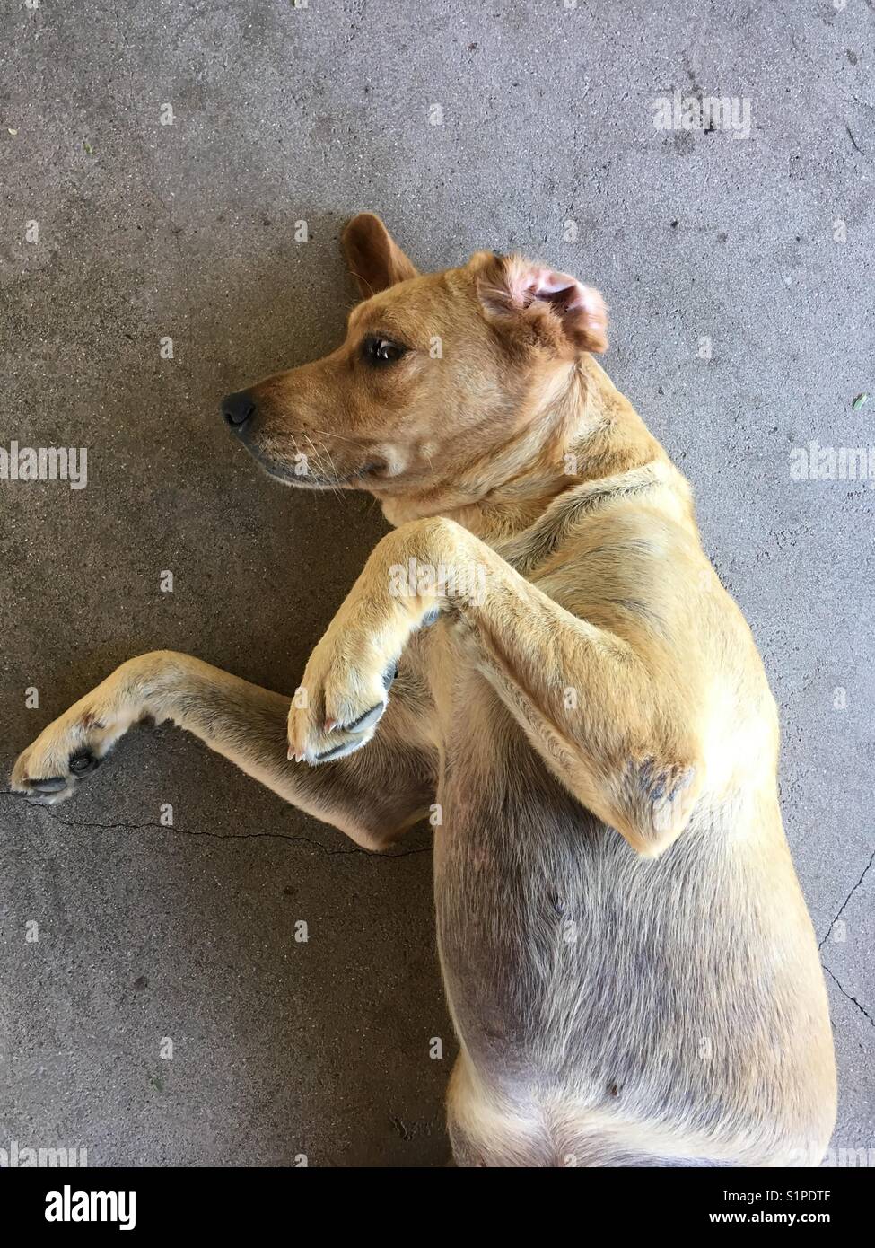 Scared dog hi-res stock photography and images - Alamy