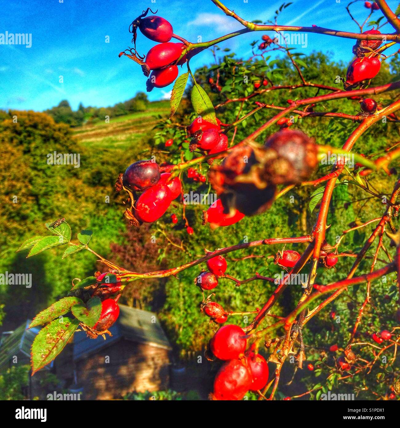 Hips flower hi-res stock photography and images - Alamy