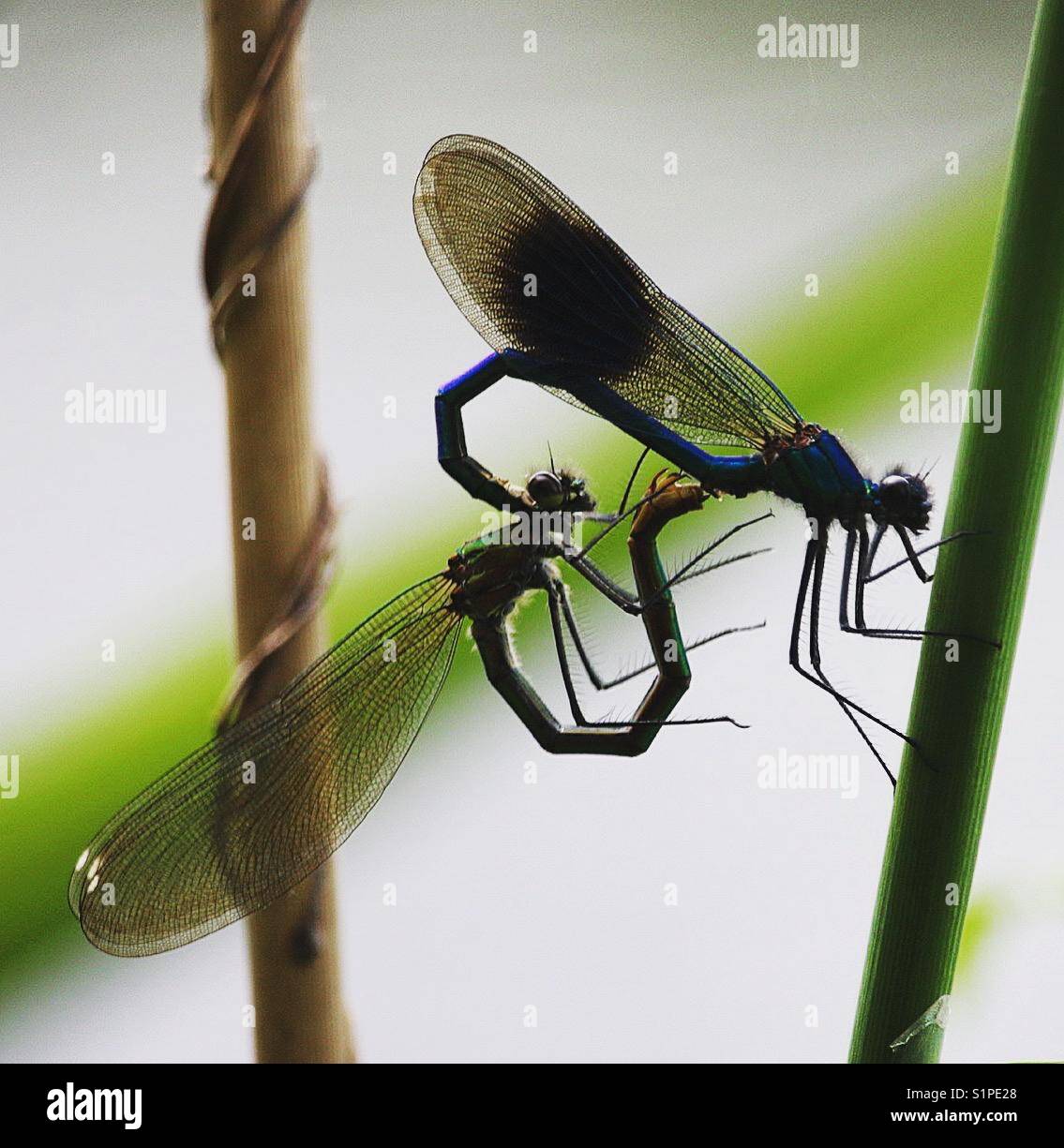 Insect reproduction hi-res stock photography and images - Alamy