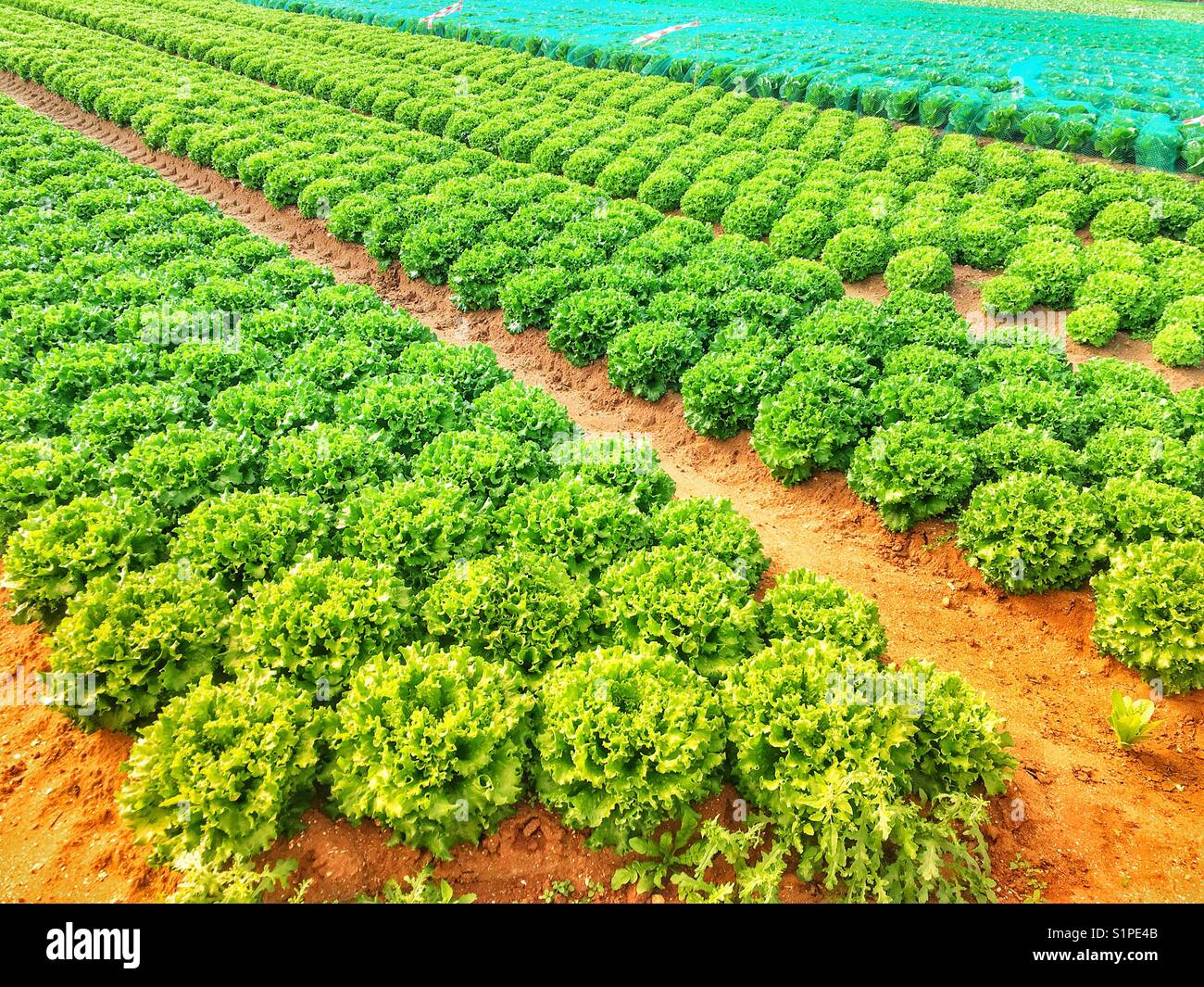 Commercially grown hi-res stock photography and images - Alamy