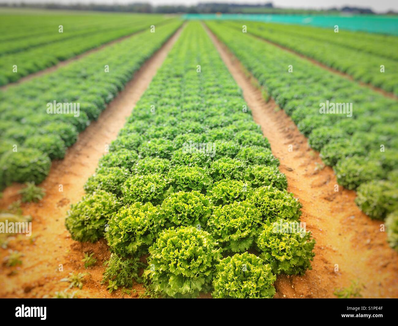 Commercially grown lettuces Stock Photo - Alamy