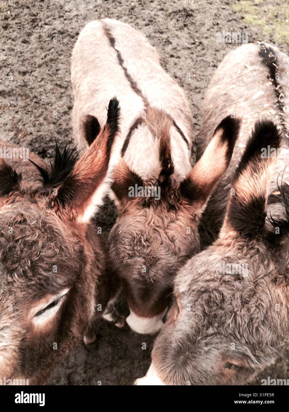 Animal lore hi-res stock photography and images - Alamy