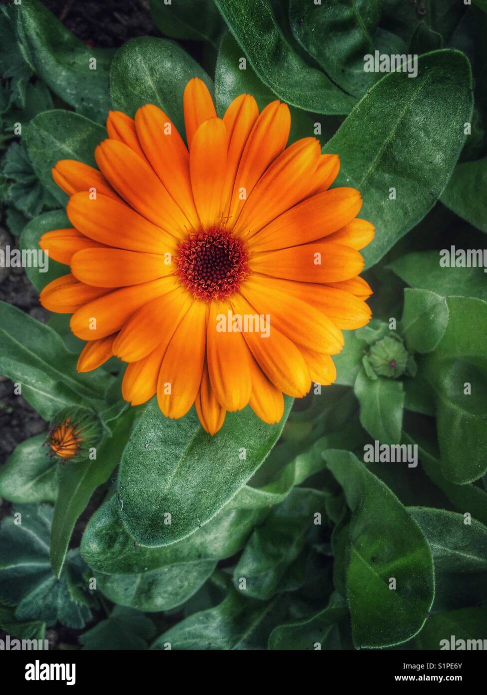 Vibrant orange hi-res stock photography and images - Alamy