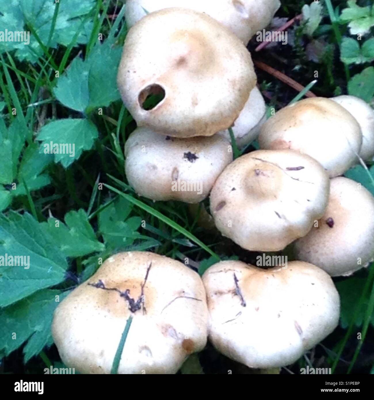 Clusters Of Holes