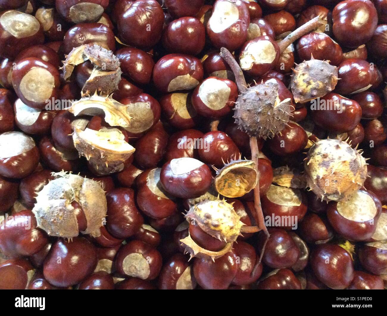 Harvest chestnuts hi-res stock photography and images - Alamy