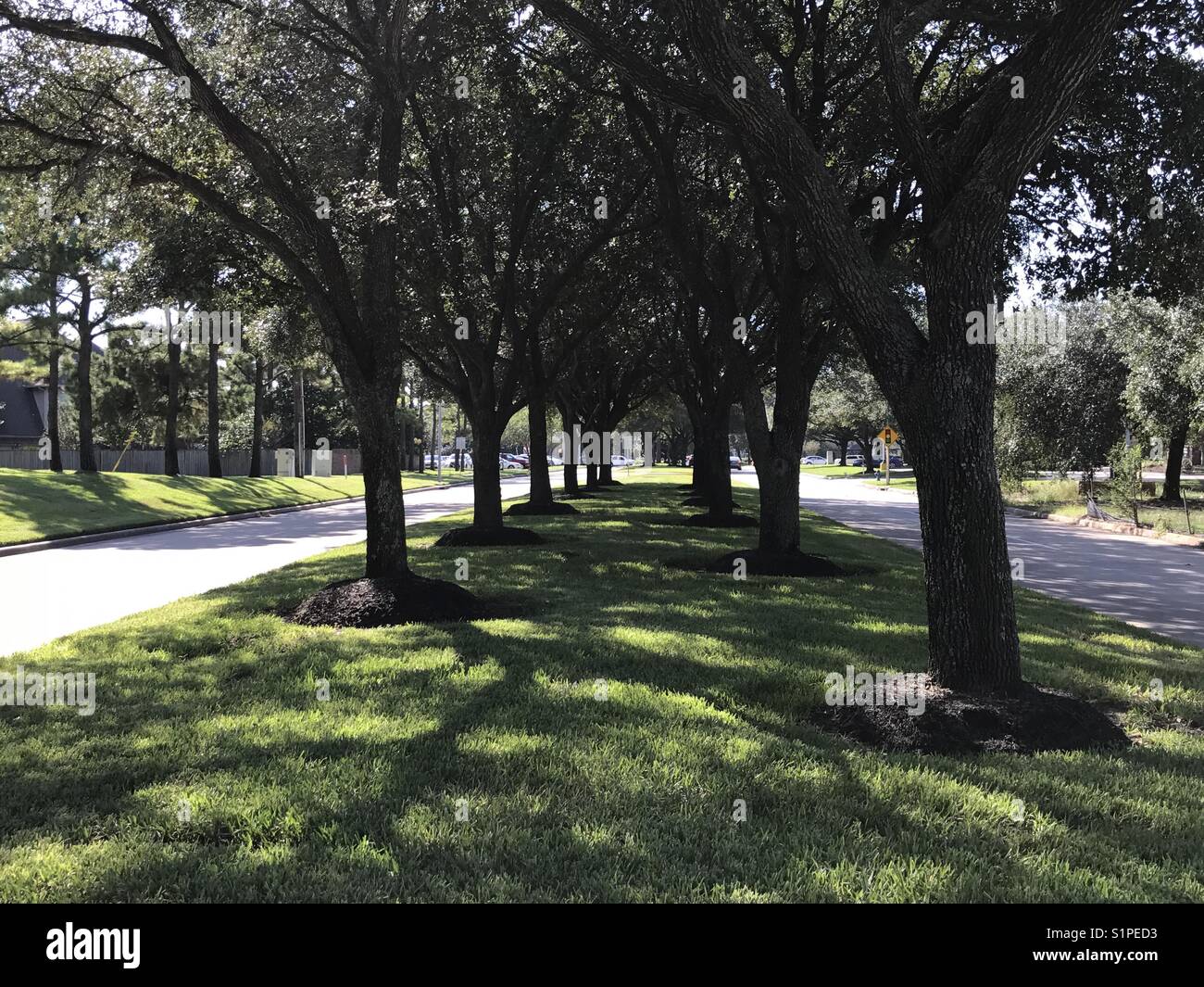 Middle of trees hi-res stock photography and images - Alamy