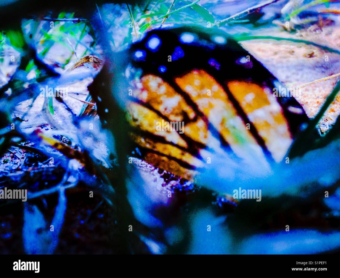Fallen monarch hi-res stock photography and images - Alamy