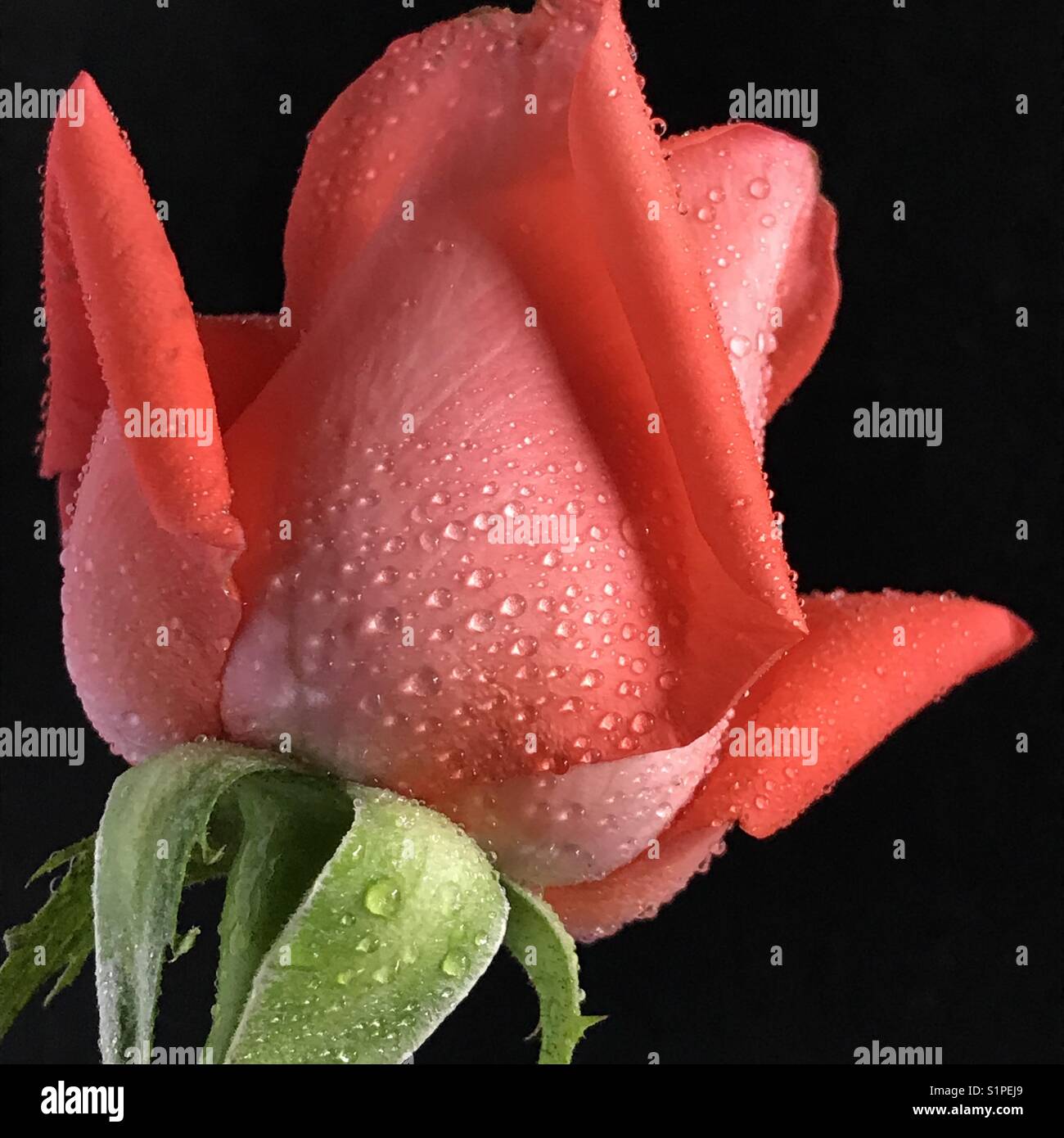 Curled up flower hi-res stock photography and images - Alamy