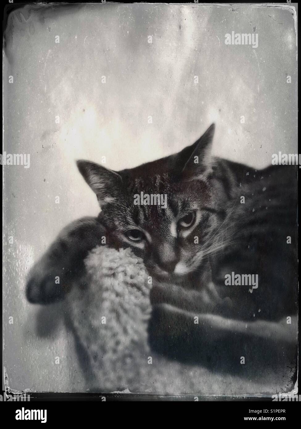 Grumpy tabby cat Stock Photo - Alamy