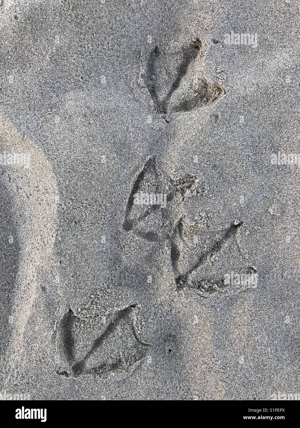 Gull footprints in the sand, bird feet, Oregon Coast Stock Photo - Alamy