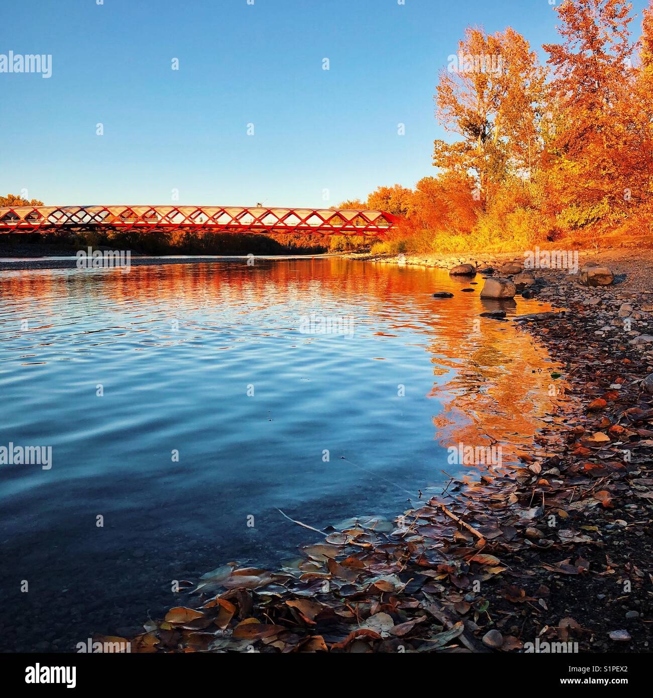 Beautiful fall colours border the Peace Bridge near sunset in Calgary ...