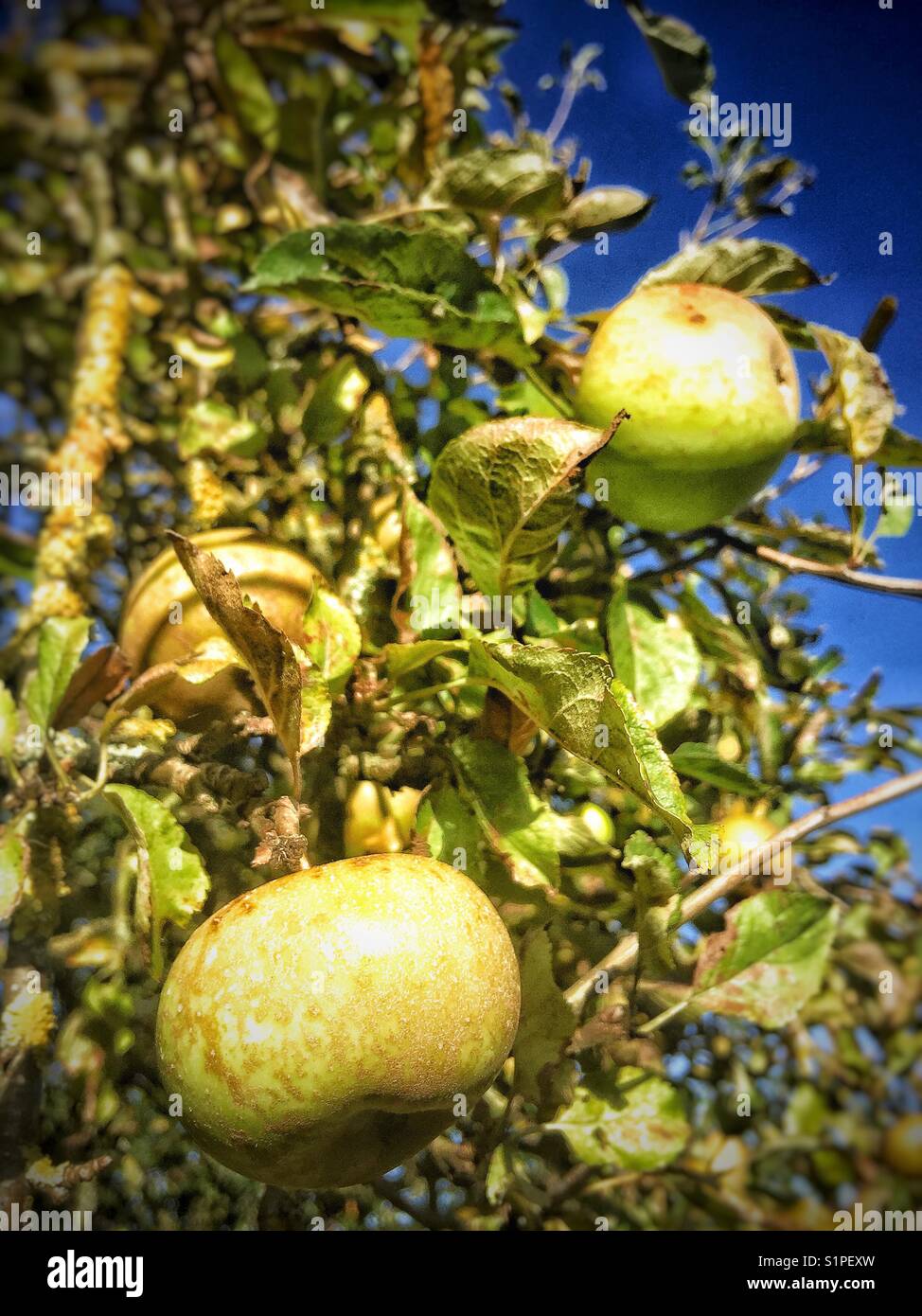 Apples autumn sunlight hi-res stock photography and images - Alamy