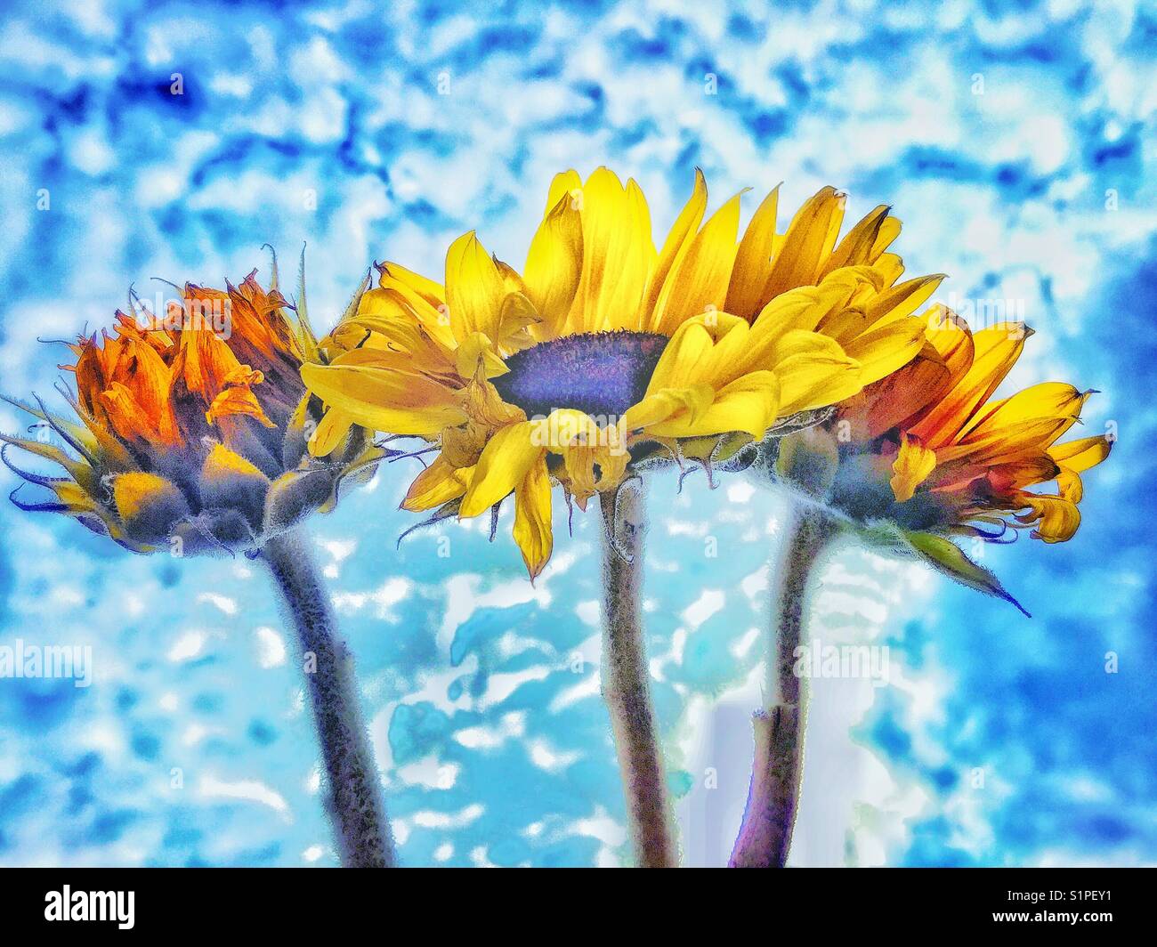Three sunflower hi-res stock photography and images - Alamy