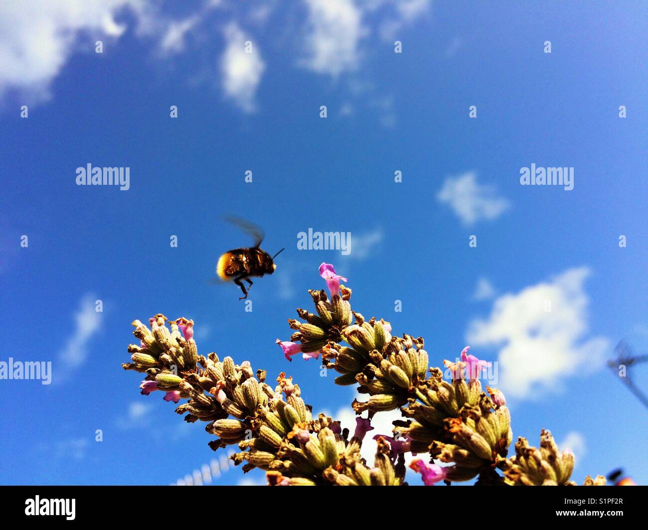 Bumble bee in fight with lavender Stock Photo - Alamy