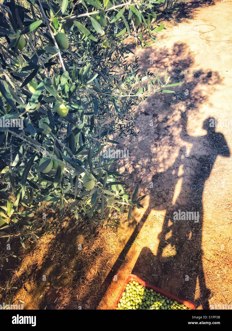 Olive grove hi-res stock photography and images - Alamy