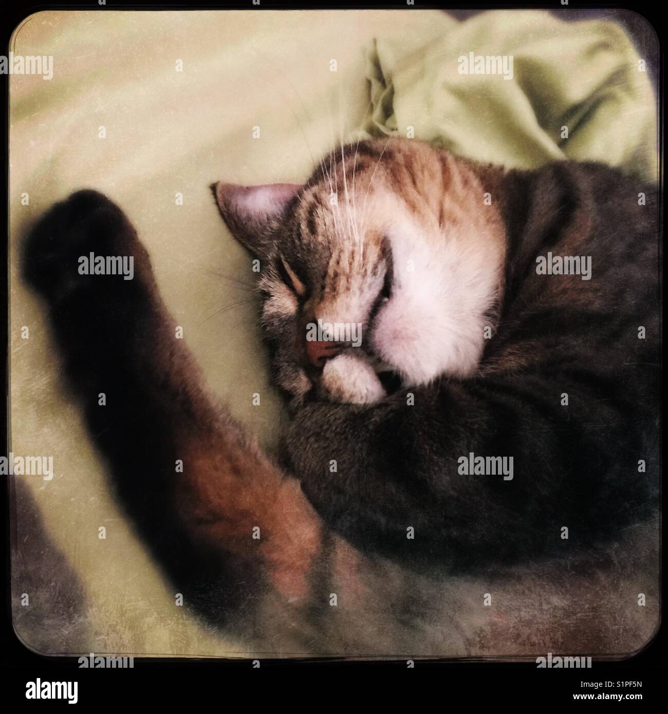 Cat smiling hi-res stock photography and images - Alamy