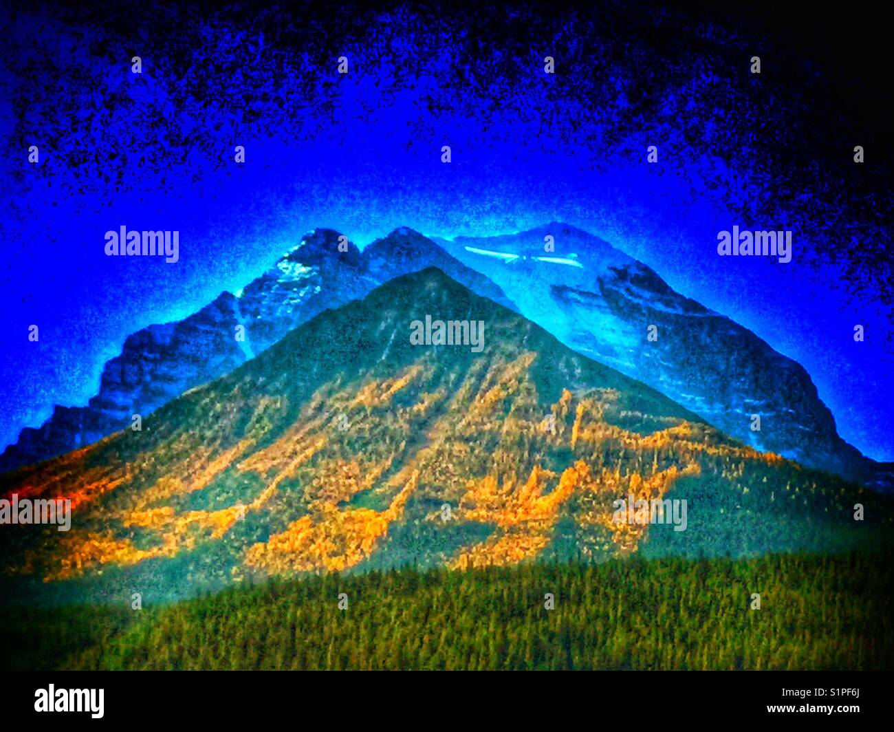 Larch trees banff hi-res stock photography and images - Alamy