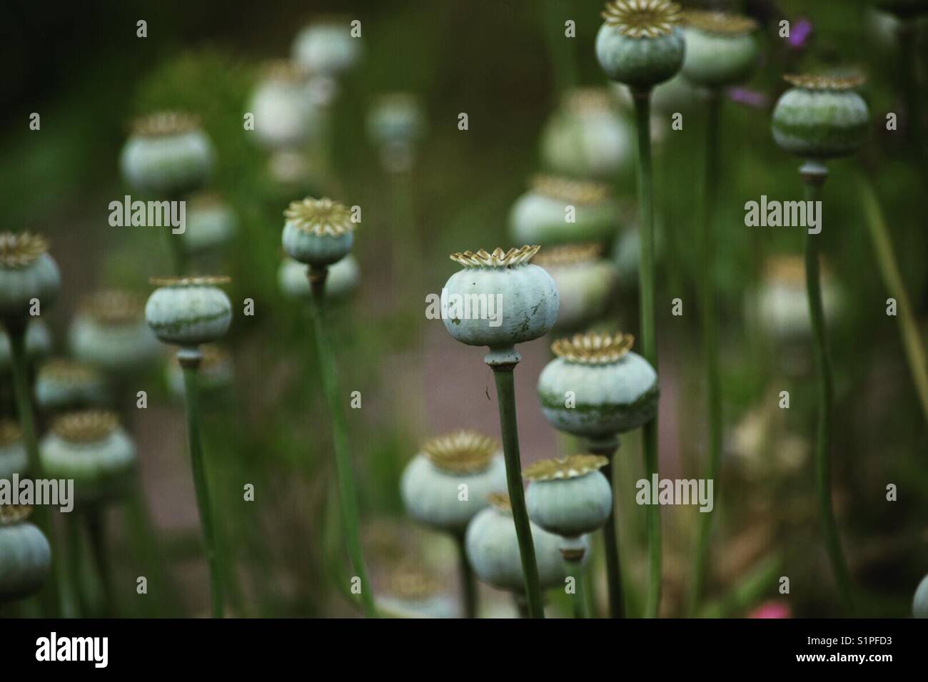 Poppy fall hi-res stock photography and images - Alamy