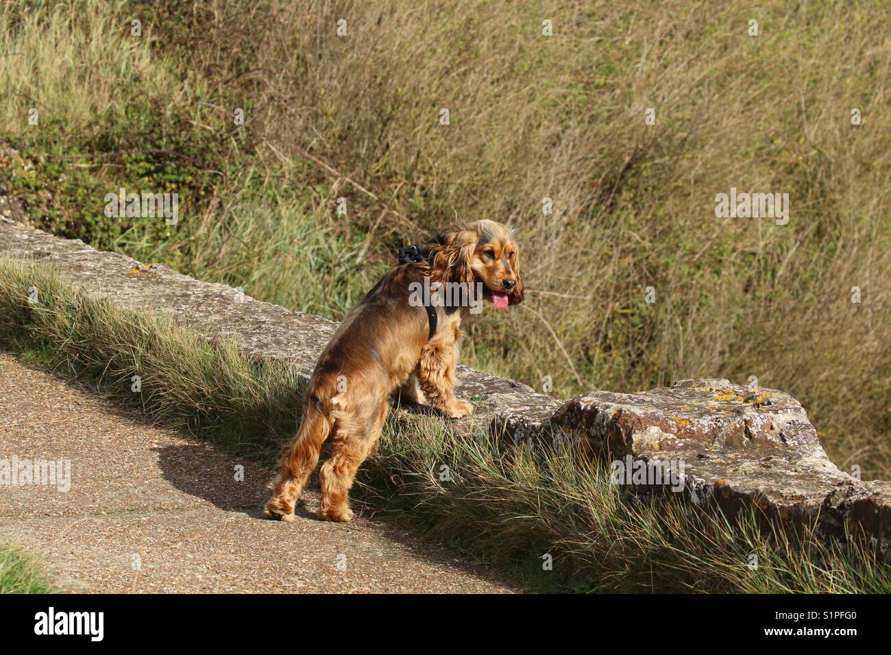 Cocker Bridge High Resolution Stock Photography and Images - Alamy