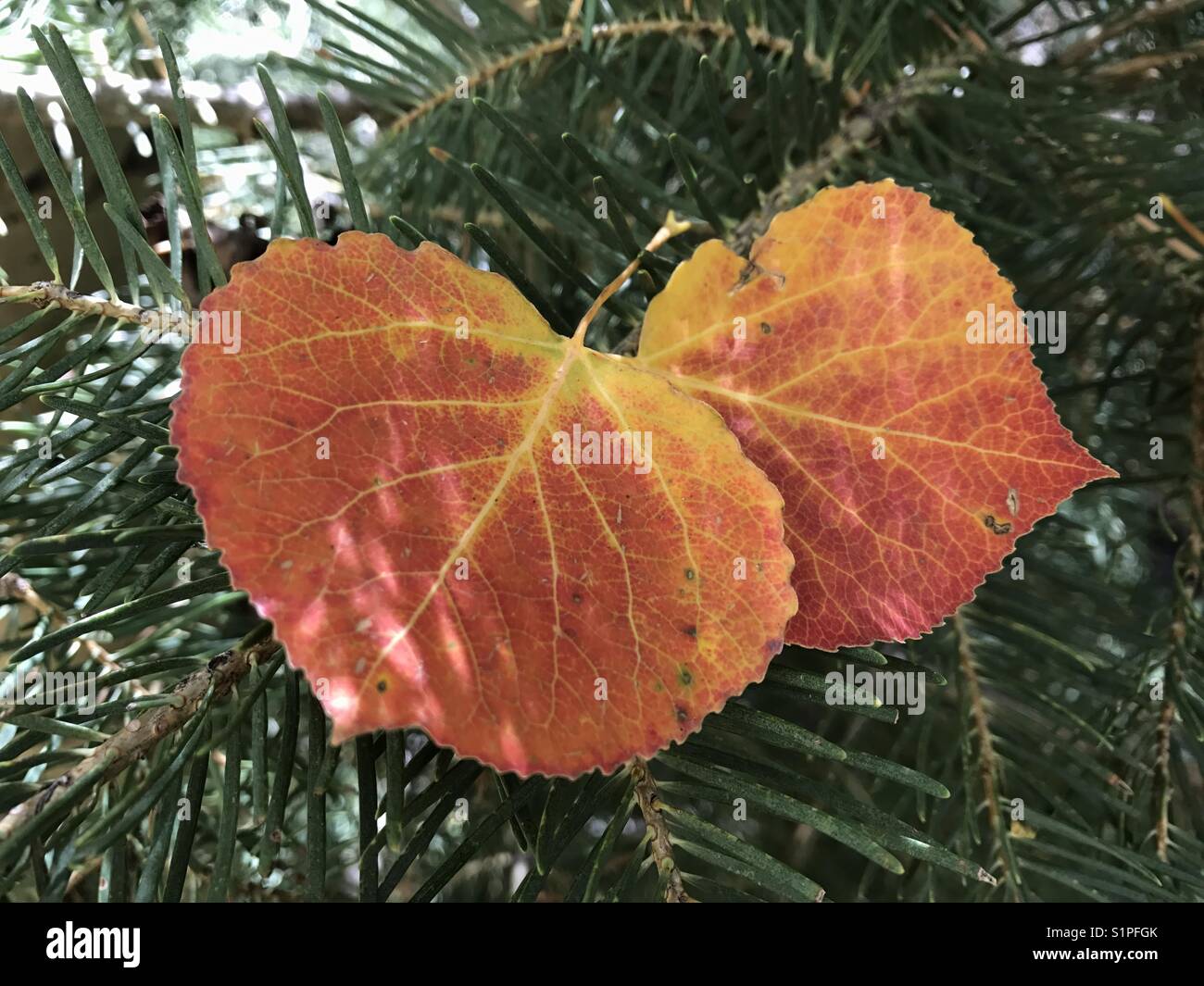 Fall of leaves hi-res stock photography and images - Alamy