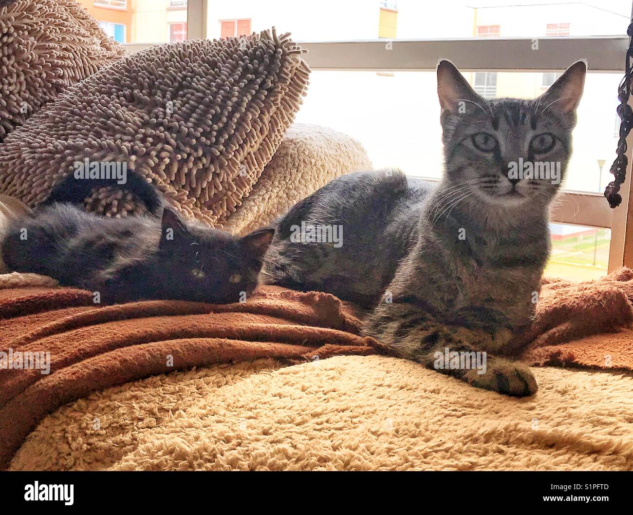 Cats resting hi-res stock photography and images - Alamy