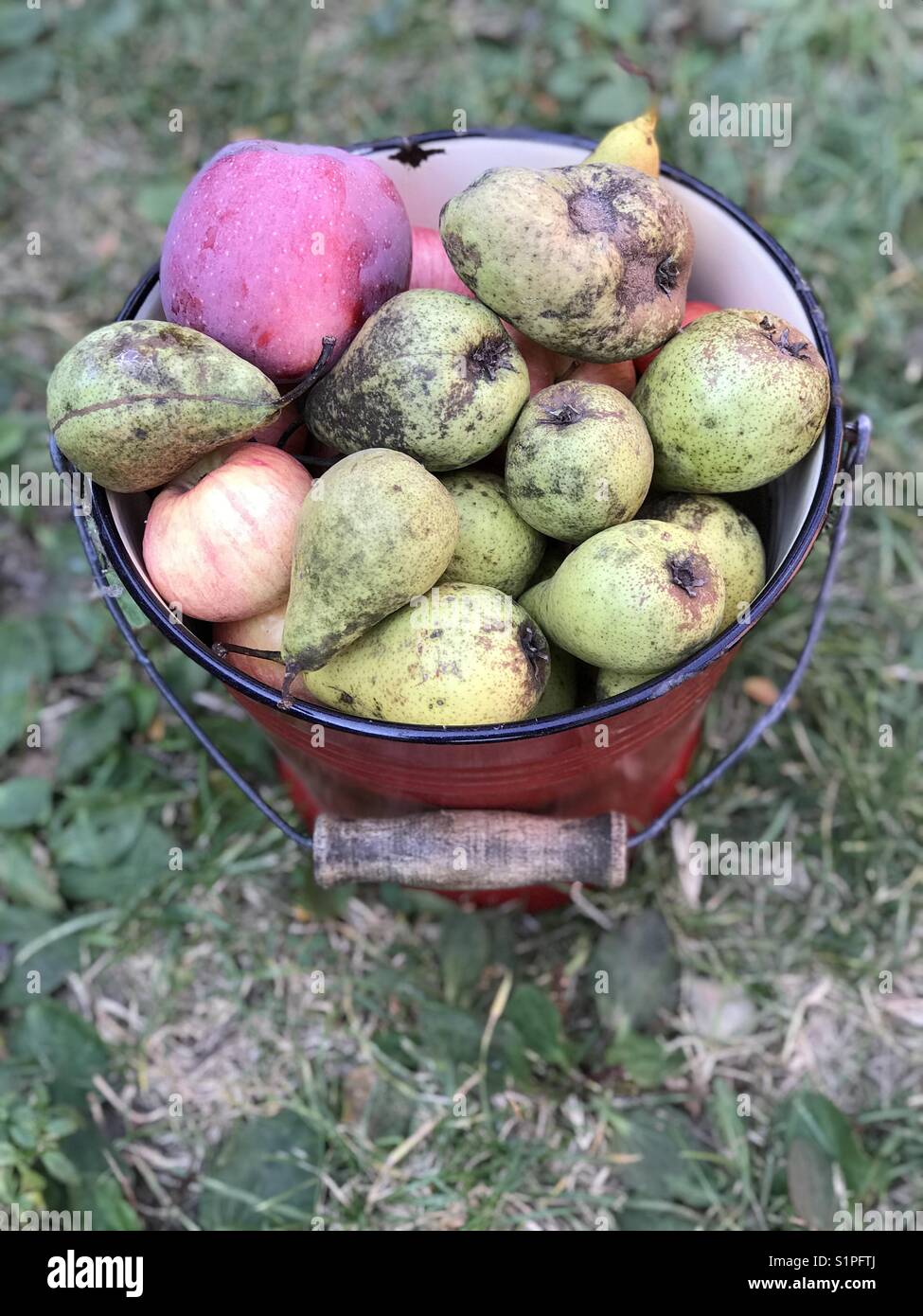 Bucket with fruits hi-res stock photography and images - Alamy