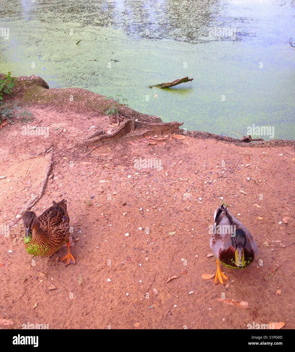 Swamp with ducks hi-res stock photography and images - Alamy