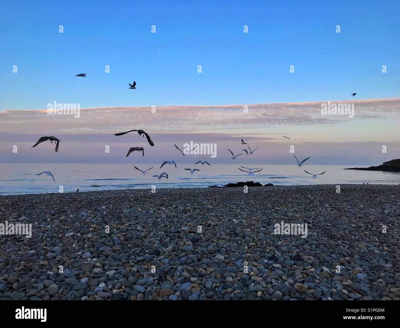 Stone birds hi-res stock photography and images - Alamy