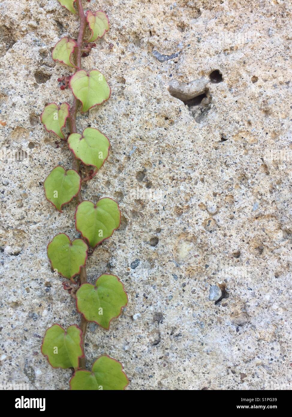 Vine pattern detail hi-res stock photography and images - Alamy