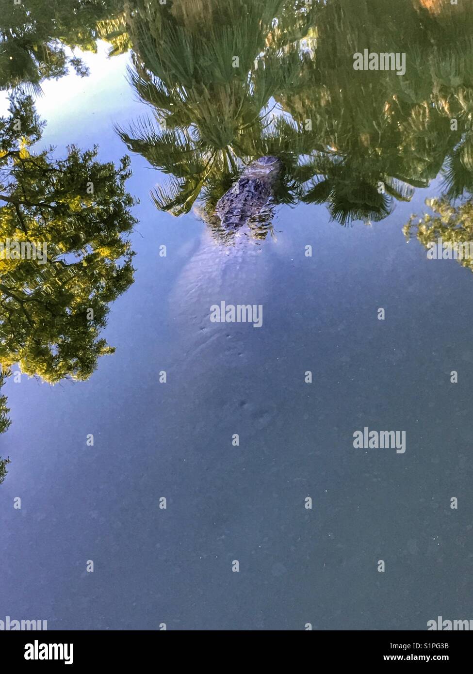 Alligator Tree High Resolution Stock Photography and Images - Alamy