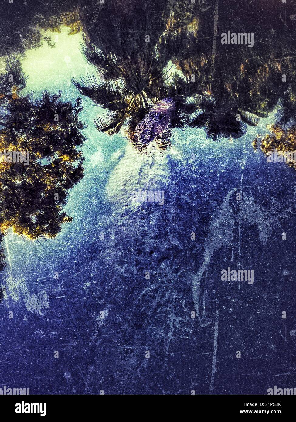 Alligator Tree High Resolution Stock Photography and Images - Alamy